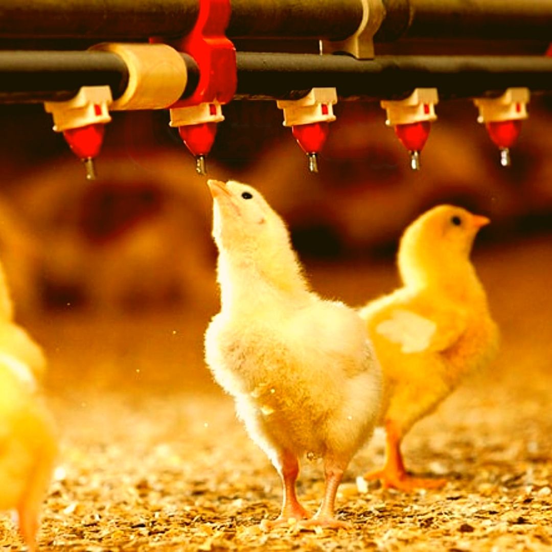 Automatic Drinking System – Alsarayji.ae