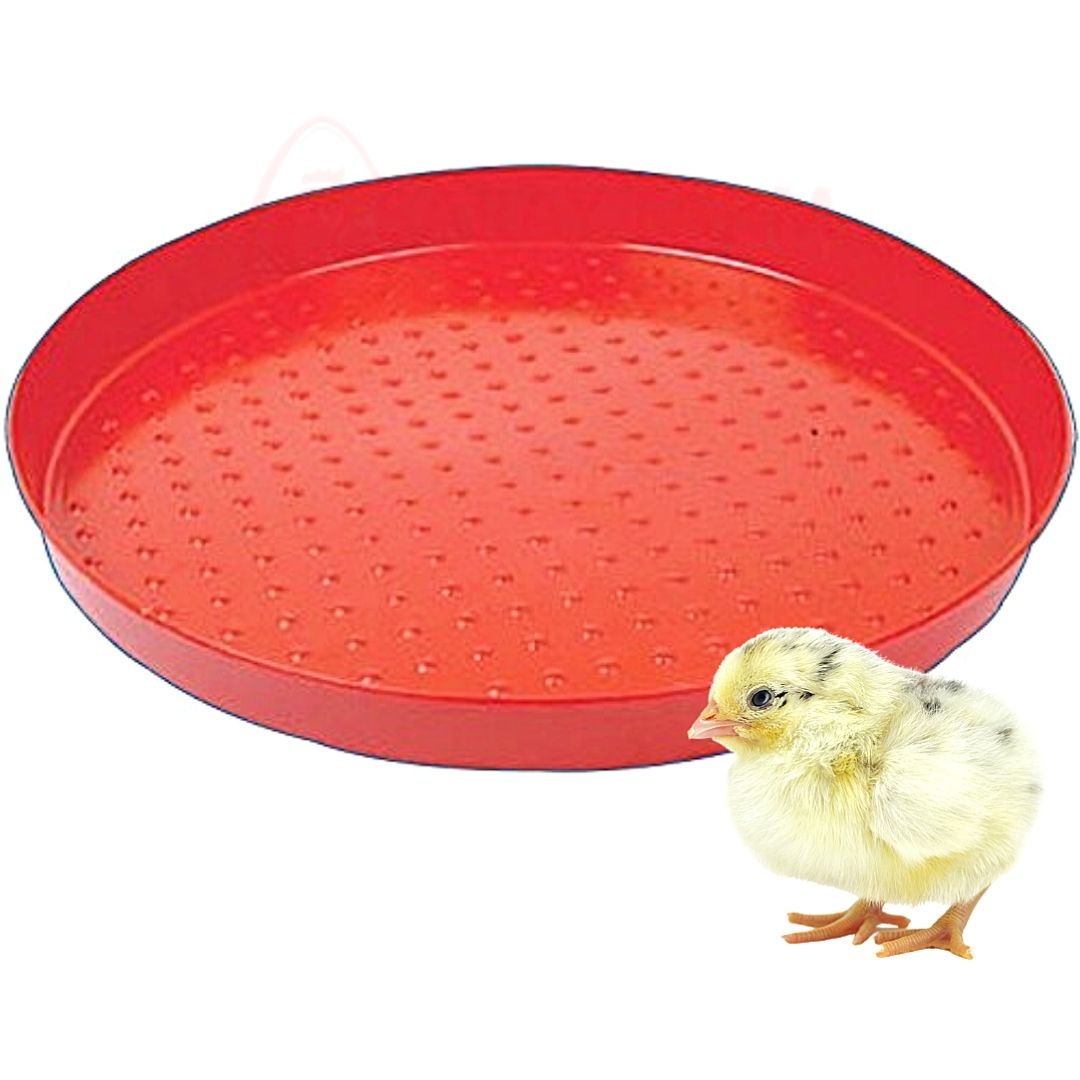 DAY OLD CHICKS FEEDING PLATE PN0350 – Alsarayji.ae